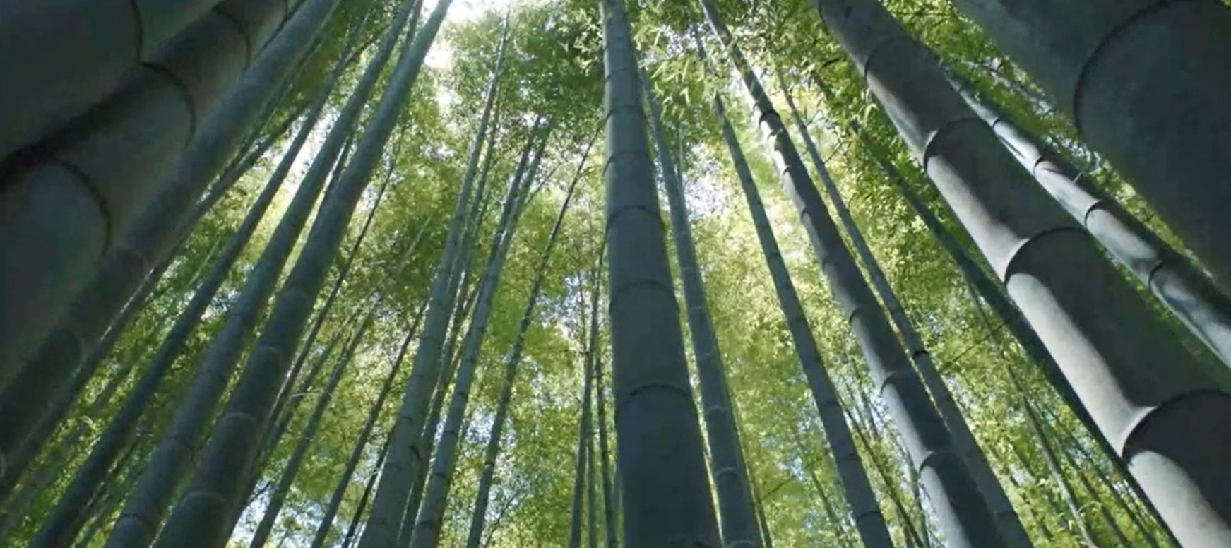 Discover the Versatility and Benefits of the BAMBOO Folding Bamboo Tab ...